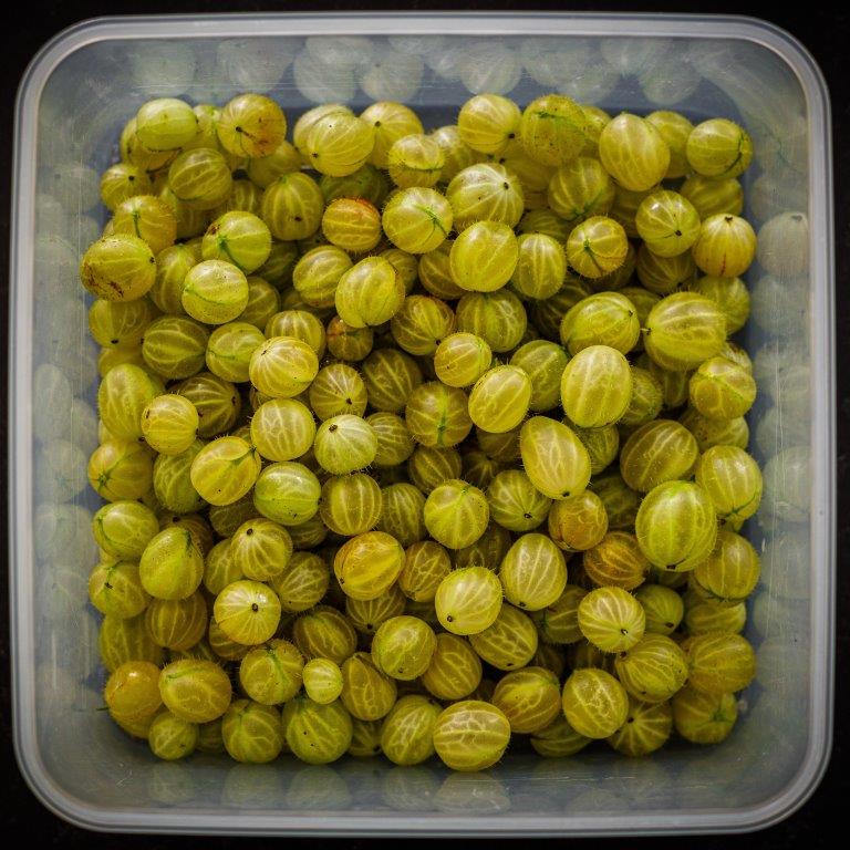 Why I Like Gooseberries! | Shari Likes Fruit